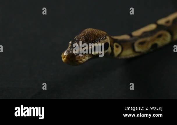 Ball python royal snake Stock Videos & Footage - HD and 4K Video Clips ...