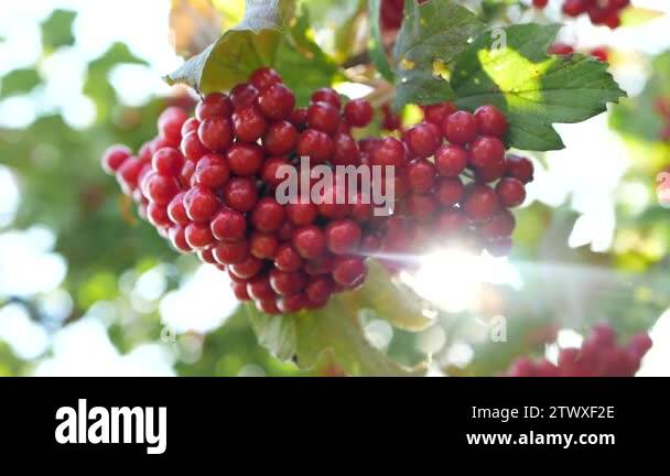 The name of this tree is Sweet viburnum. Scientific name is Viburnum ...