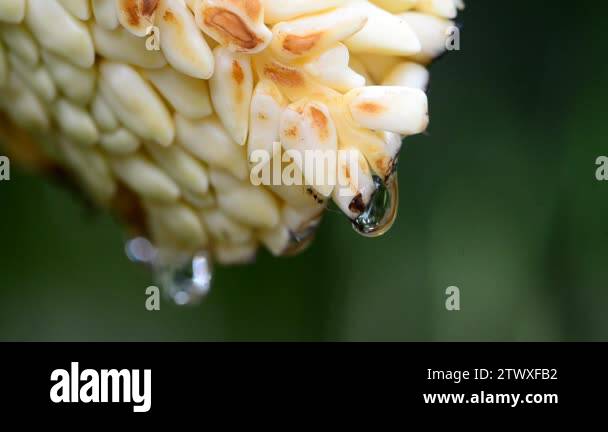 Drop of Coconut syrup, sugar produced from the sap of cut flower buds ...