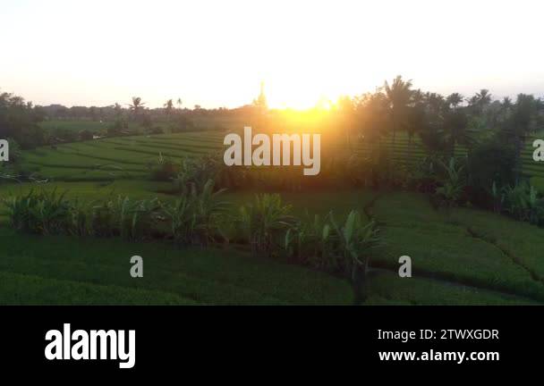Indonesian rice fields Stock Videos & Footage - HD and 4K Video Clips ...