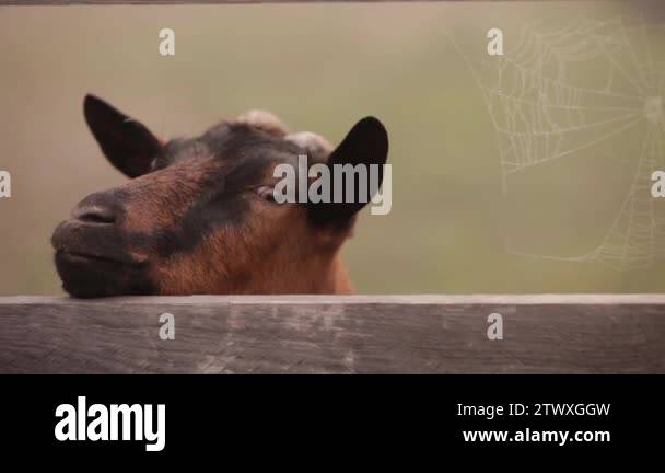 Farm vegetables animals Stock Videos & Footage - HD and 4K Video Clips ...