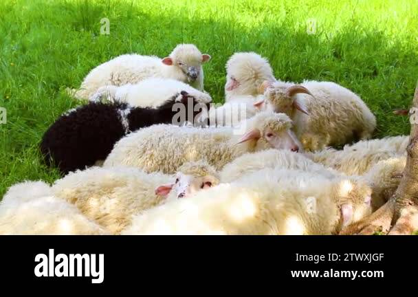 The concept of growing livestock. Milk and sheep wool production. large ...