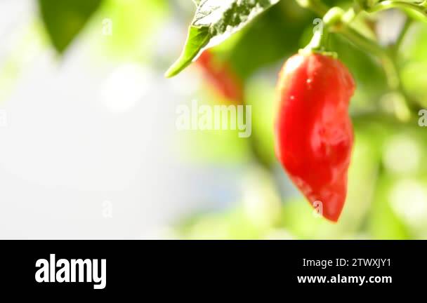 Chili paper Stock Videos & Footage - HD and 4K Video Clips - Alamy