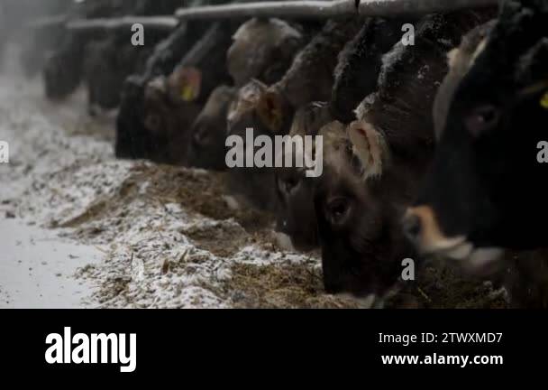 Cattle, many black cows standing inside corral, cattle-pen, eating hay ...