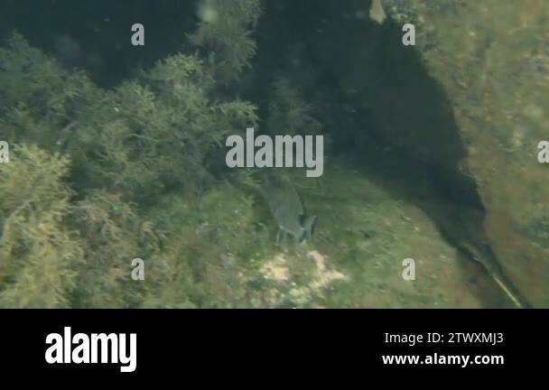 Charax fish Stock Videos & Footage - HD and 4K Video Clips - Alamy