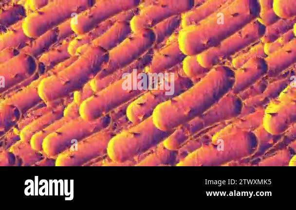 Big infectious bacteria animation Stock Video Footage - Alamy