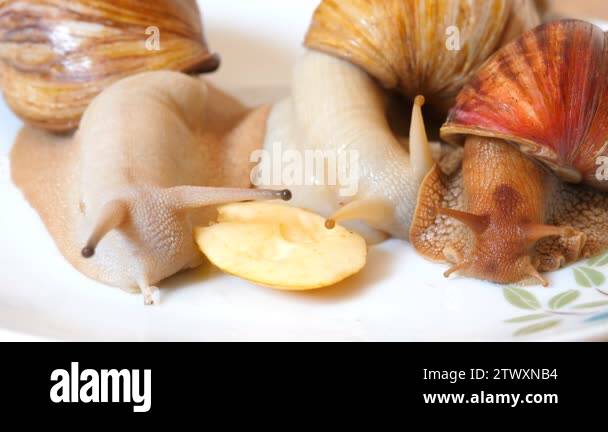 Species of snails Stock Videos & Footage - HD and 4K Video Clips - Alamy