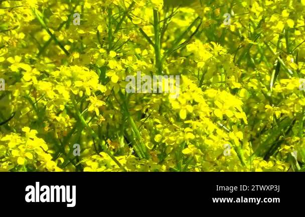 Rapaseed Stock Videos & Footage - HD and 4K Video Clips - Alamy