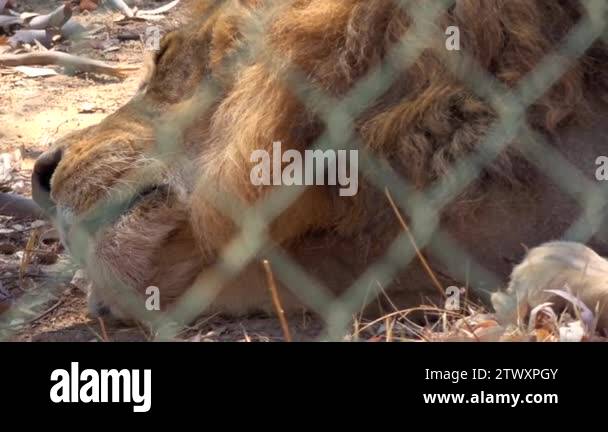 Calm lion Stock Videos & Footage - HD and 4K Video Clips - Alamy