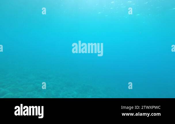 UNDERWATER: Bright sun rays shine down on fragile bleached coral reef ...