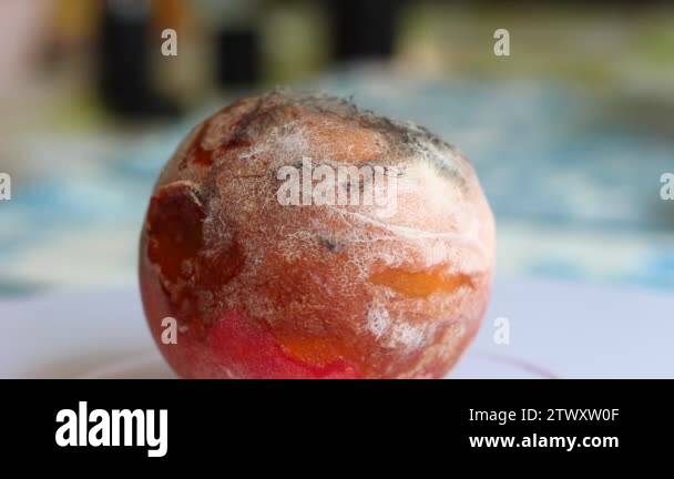 Food rotting Stock Videos & Footage - HD and 4K Video Clips - Alamy
