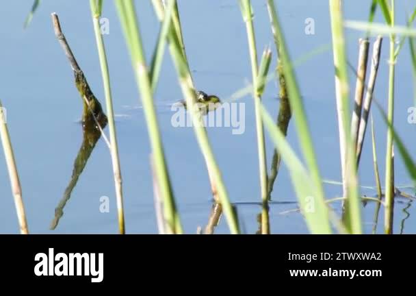 Frog waiting for insects Stock Videos & Footage - HD and 4K Video Clips ...