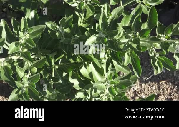 Green color leaves of Withania somnifera plant. Close up of green color ...