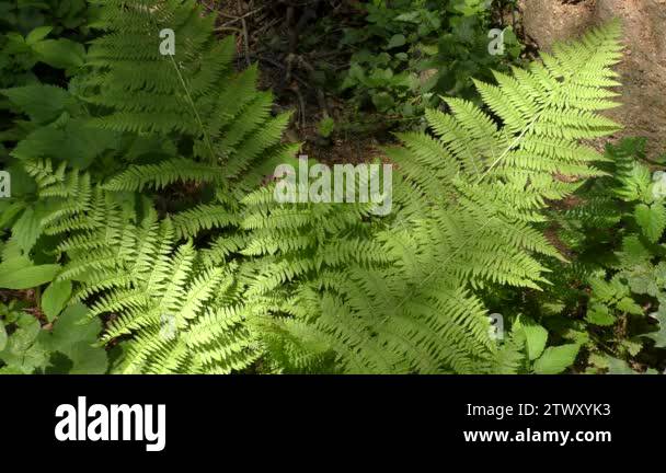 Aspidium Stock Videos & Footage - HD and 4K Video Clips - Alamy