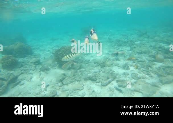 UNDERWATER: Young female tourist feeding a few fish left at bleached ...