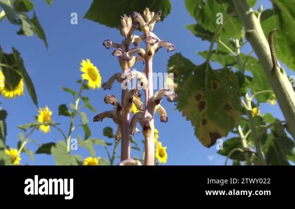 Orobanche (broomrape or broom-rape) (Orobanche cumana) parasite on ...