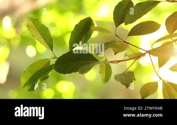 Elaeodendron australe is shrub or small tree growing from Tuross Head ...
