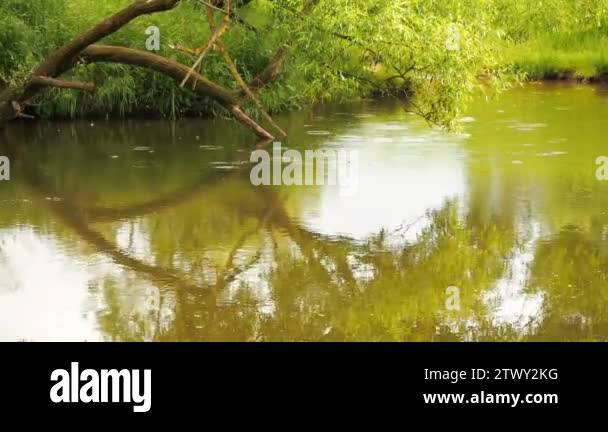 Rainforest with stream flowing through it. Raindrops drip into the ...