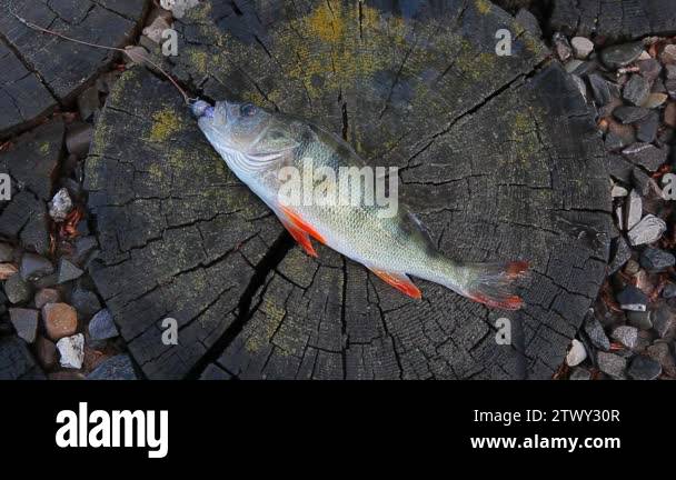 Background perch fish Stock Videos & Footage - HD and 4K Video Clips ...