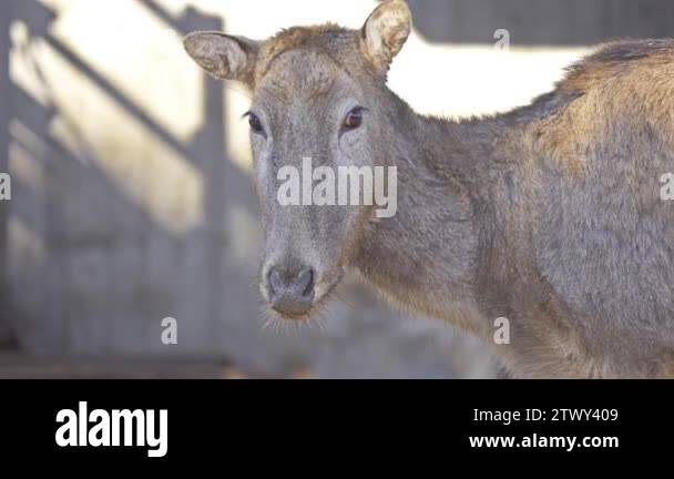 Reindeer (Rangifer tarandus), caribou in North America, is species of ...