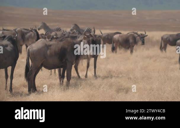 CLOSE UP: Spectacular great annual wildebeest and zebra migration in ...