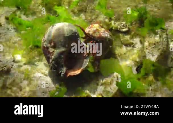 Hermit crab (Clibanarius erythropus) in the shell Rapana venosa and ...