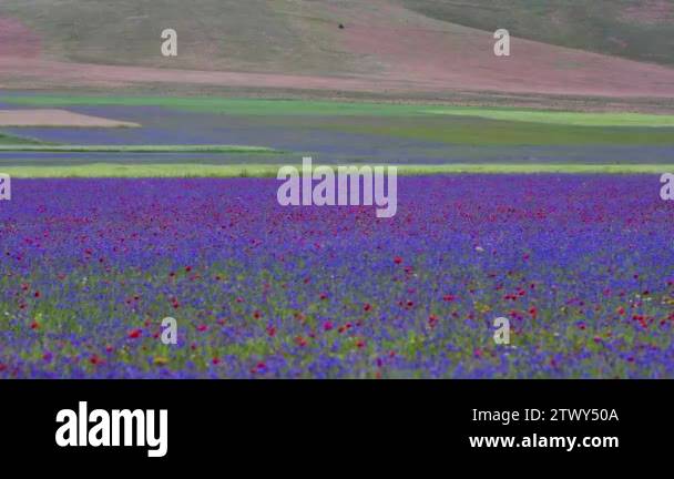 Plain in spring with flowering Stock Videos & Footage - HD and 4K Video ...