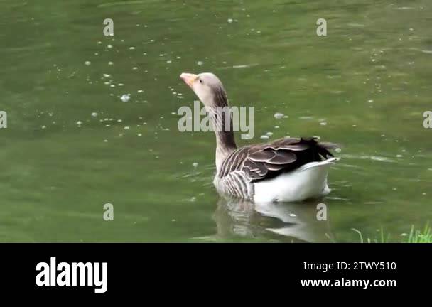 Attack of Duck in the water (Anser anser). Greylag Goose floating on ...