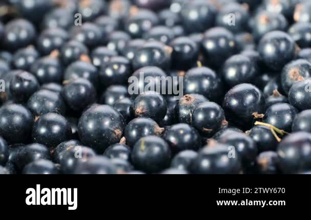 Detail of fresh blackcurrant. Macro trucking shot. Camera moving backwards. Close up. Black ...