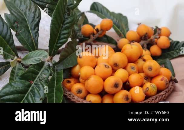 Loquat leaves and fruits. Eriobotrya japonica, Chinese plum, Japanese ...