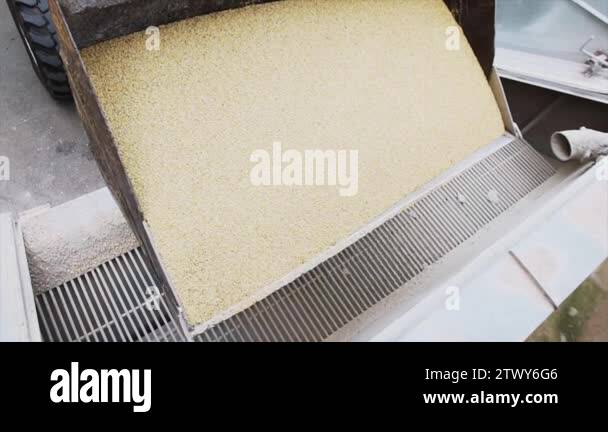 Tractor slowly starts to pour grain onto grate of sieving machine Stock ...