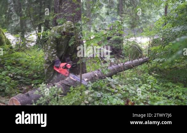 Man cut tree Stock Videos & Footage - HD and 4K Video Clips - Alamy
