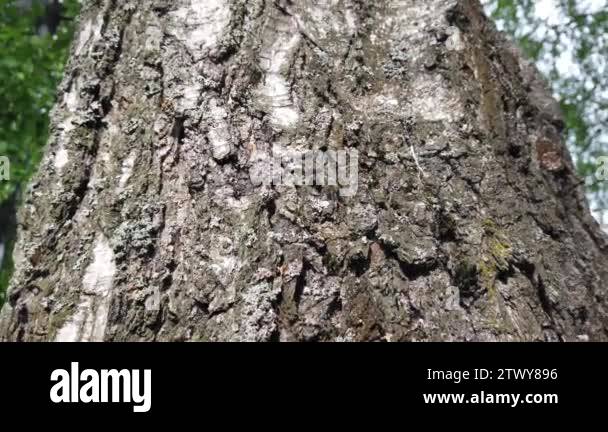 Lichens texture Stock Videos & Footage - HD and 4K Video Clips - Alamy