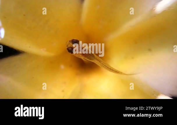 Guppy fish baby Stock Videos & Footage - HD and 4K Video Clips - Alamy