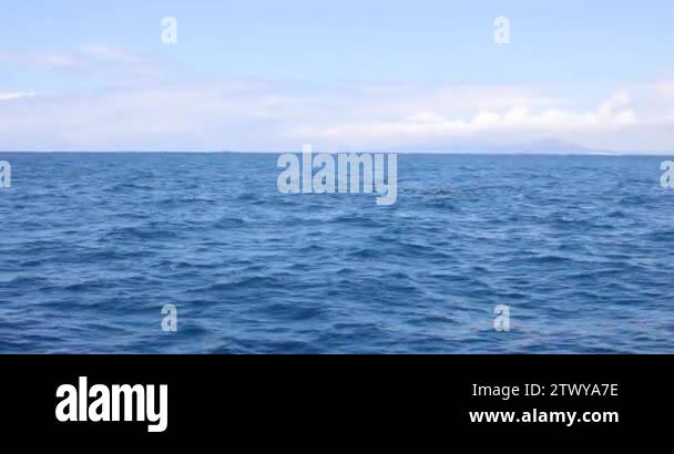pilot whales, blackfish or cetaceans in the family Globicephala ...