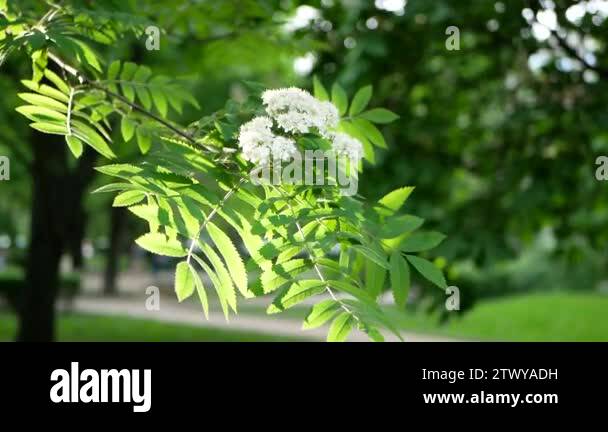 Spring landscape - a blossoming tree in a city park. The branches of ...