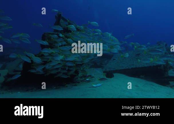 Yellow snapper (Lutjanus argentiventris), forming a school in a ...