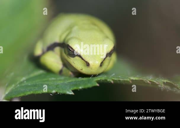 Sunbathing animal Stock Videos & Footage - HD and 4K Video Clips - Alamy