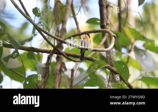Palawan flycatcher Stock Videos & Footage - HD and 4K Video Clips - Alamy
