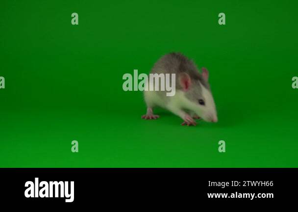 Rat rodent on green screen background Stock Video Footage - Alamy