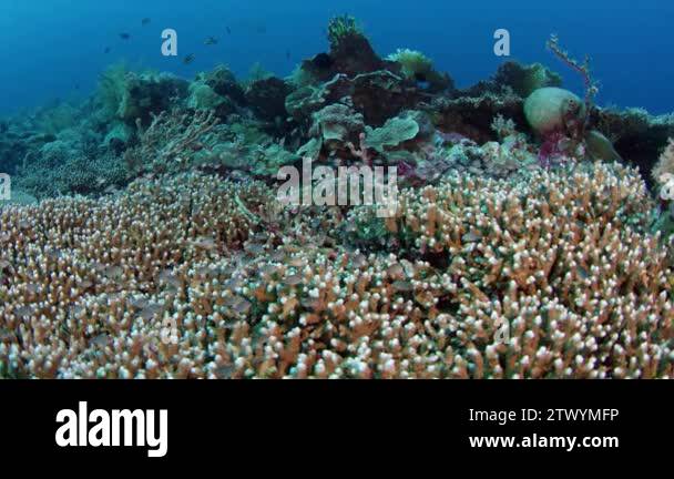 Millions of Chromis Damsel, Chromis sp, hiding in a coral , WAKATOBI ...