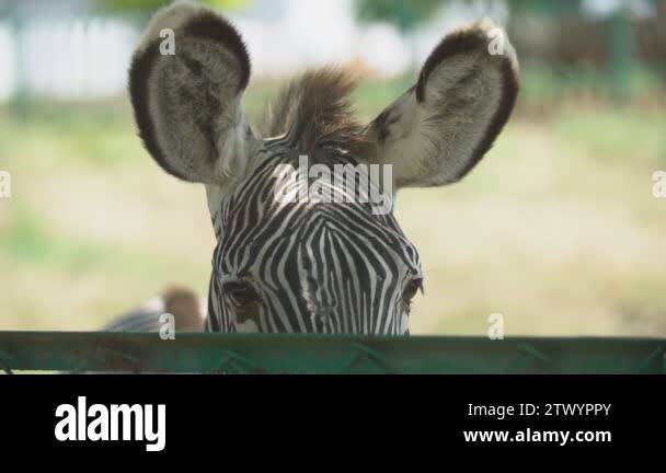 Zebra ears Stock Videos & Footage - HD and 4K Video Clips - Alamy
