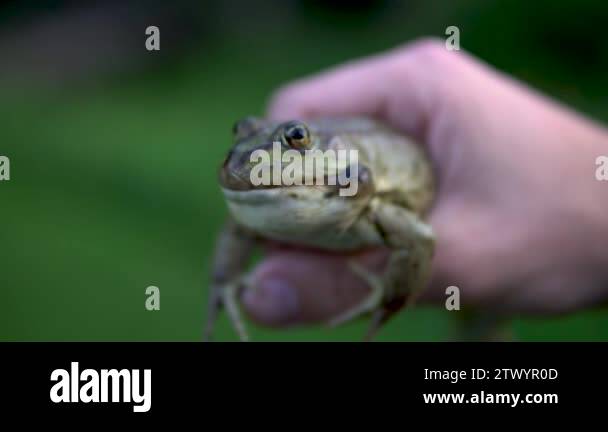 A big green toad in a mans hand. Toad defends inflates bubbles on ...