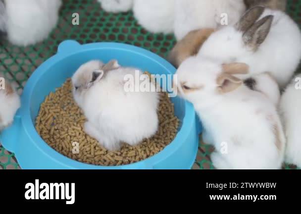 Rabbits eating pellets Stock Videos & Footage - HD and 4K Video Clips ...