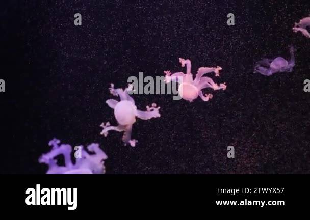 Shiny jellyfish swims in an aquarium, Blue water, Background ...