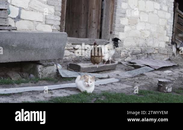 Stone chicken Stock Videos & Footage - HD and 4K Video Clips - Alamy