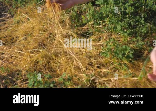Dodder Genus Cuscuta - parasitic plant. Dodder grows around clover ...