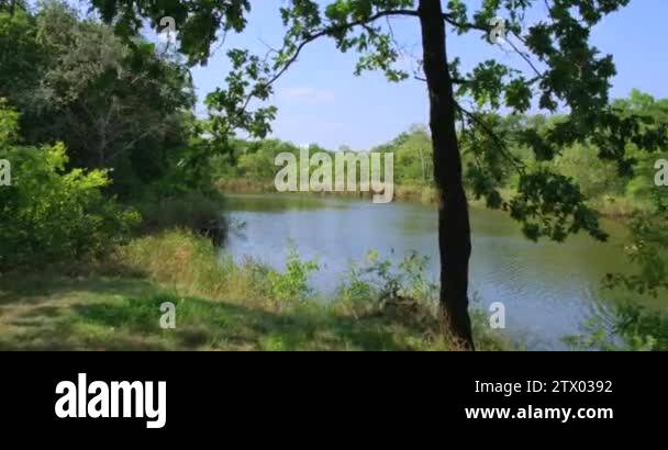 Nature. Walk through forest path, plants around. First person view ...