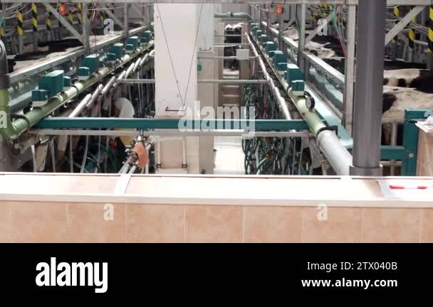 The process of milking a cow on modern equipment, cows in stalls ...