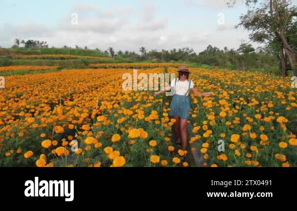 Marigold island Stock Videos & Footage - HD and 4K Video Clips - Alamy